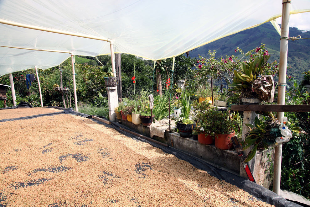 Colombia | El Diamante | Neftali Castro | Pink Bourbon Washed – Central ...